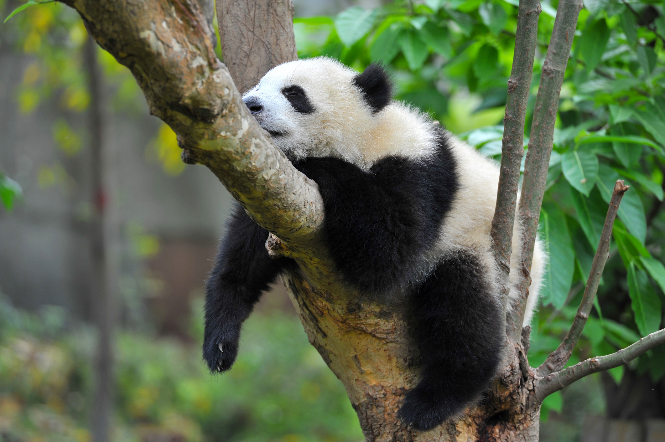 Lonely Planet | Baby panda zit vast in een boom en dat levert schattige ...